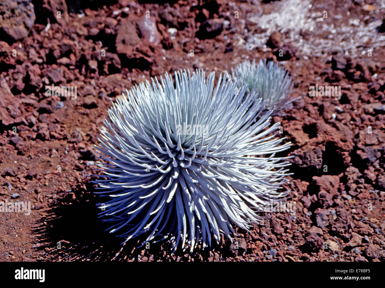 A silversword in Haleakala National Park,Maui,Hawaii Stock Photo - Alamy