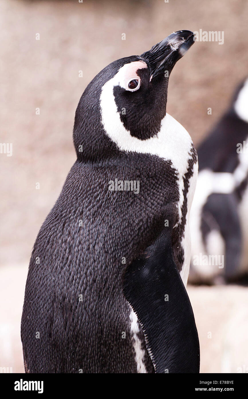 Banded penguin hi-res stock photography and images - Alamy