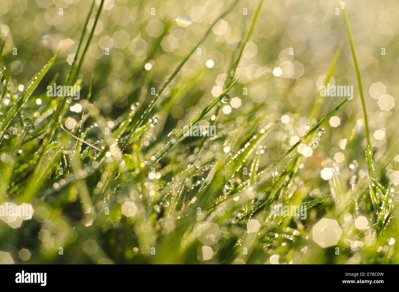 Morning dew backlit by early rising sun on new grass with glistening ...