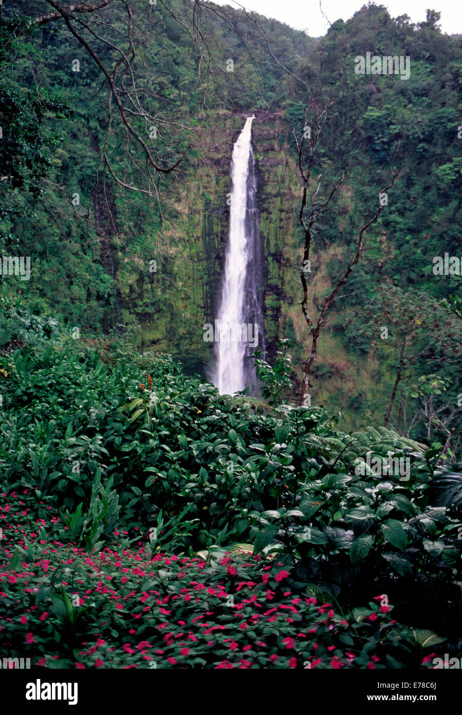 Akaka Falls,Hawaii,Big Island Stock Photo - Alamy