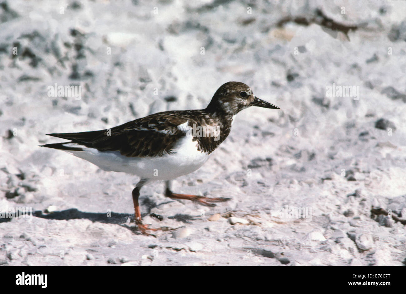 Non-breeding Black-bellied plover Stock Photo - Alamy