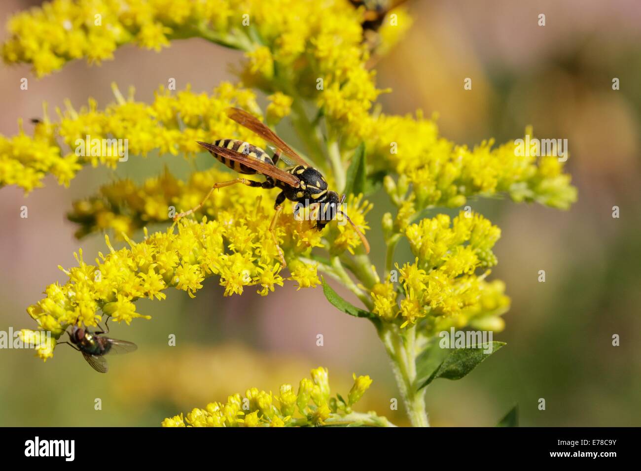 European paper wasp on Canadian goldenrod. Polistes dominula Stock ...