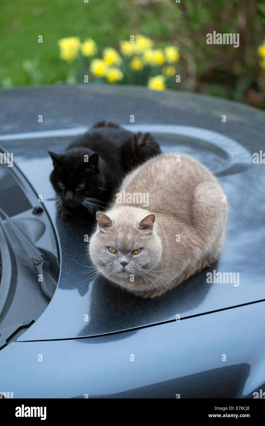 Car bonnet hi-res stock photography and images - Alamy