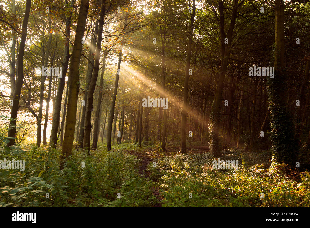 Early morning light in the woods of Sherwood Forest, Nottinghamshire ...