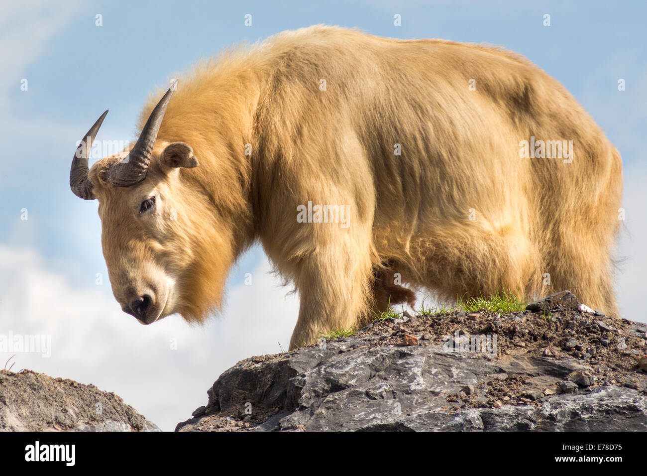 Bhutan takin hi-res stock photography and images - Alamy