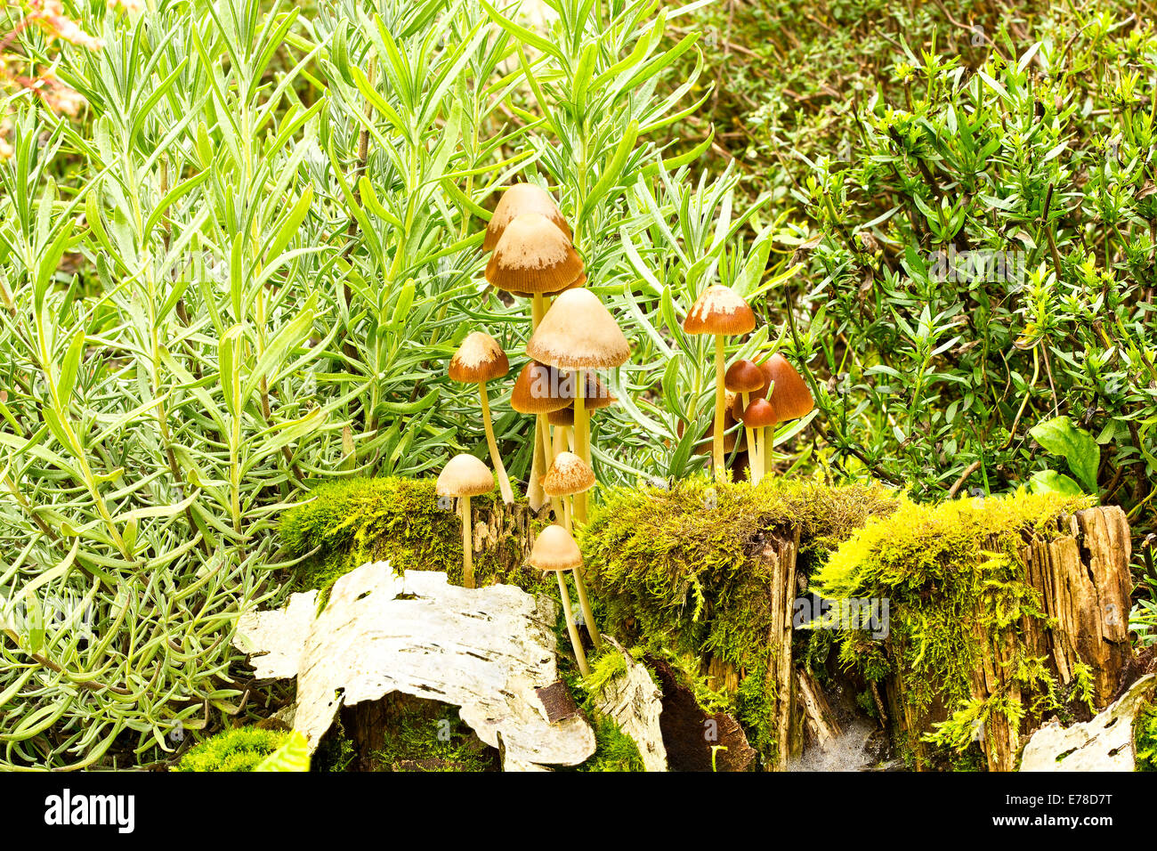 Very small mushroom hi-res stock photography and images - Alamy