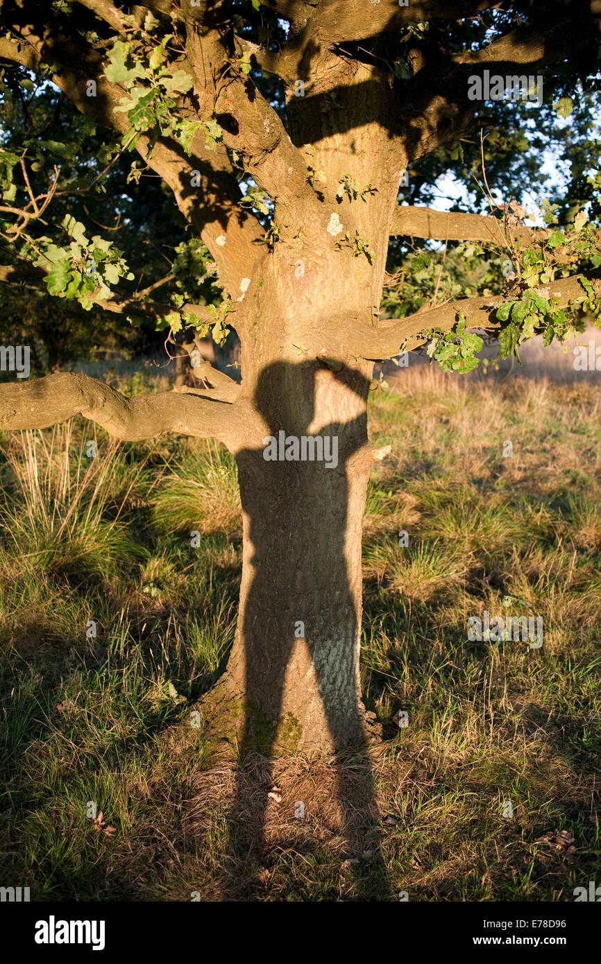 The shadow of a girl taking a photograph is projected onto an oak tree ...