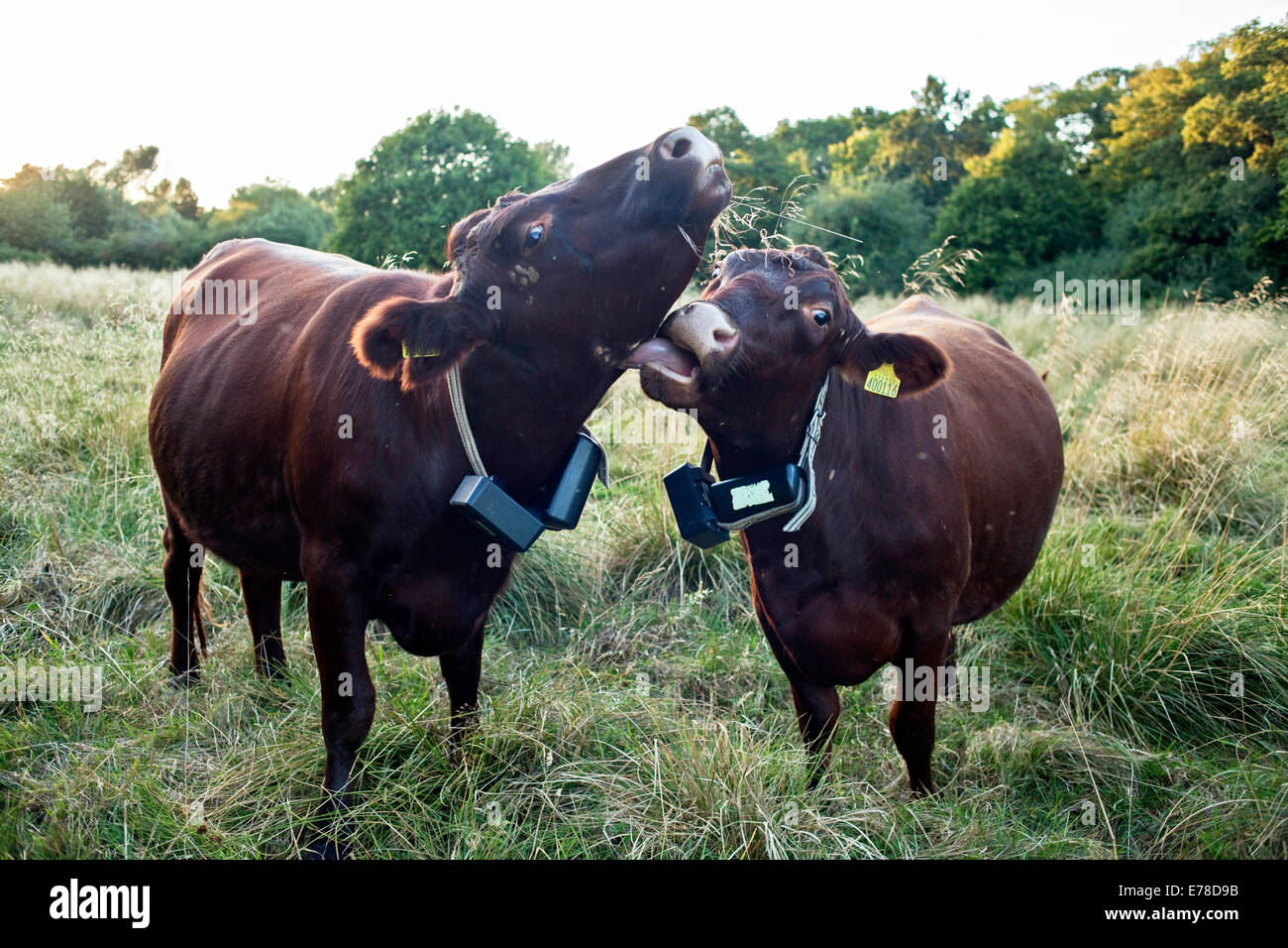 Cleaning of cows hi-res stock photography and images - Alamy