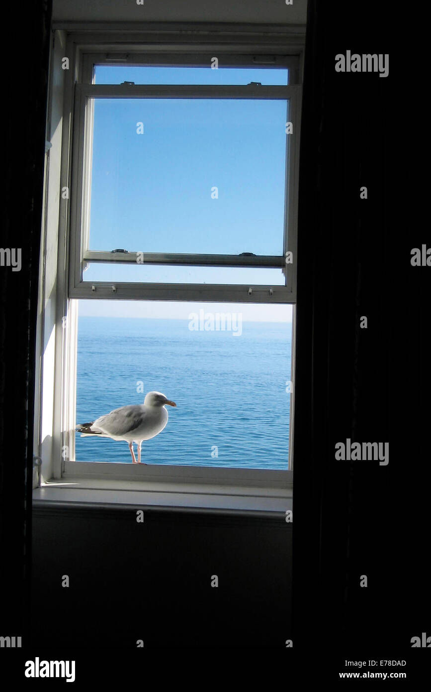 Seagull on ledge hi-res stock photography and images - Alamy