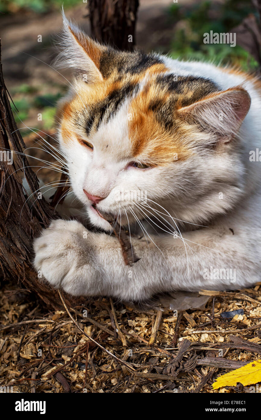 playful cat gnawing the bark of the tree Stock Photo - Alamy