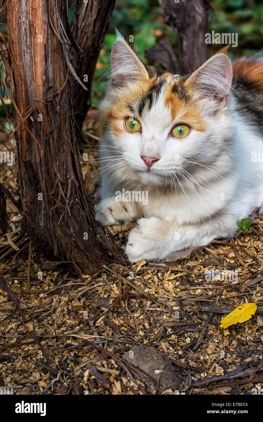 Gnawing the stem hi-res stock photography and images - Alamy