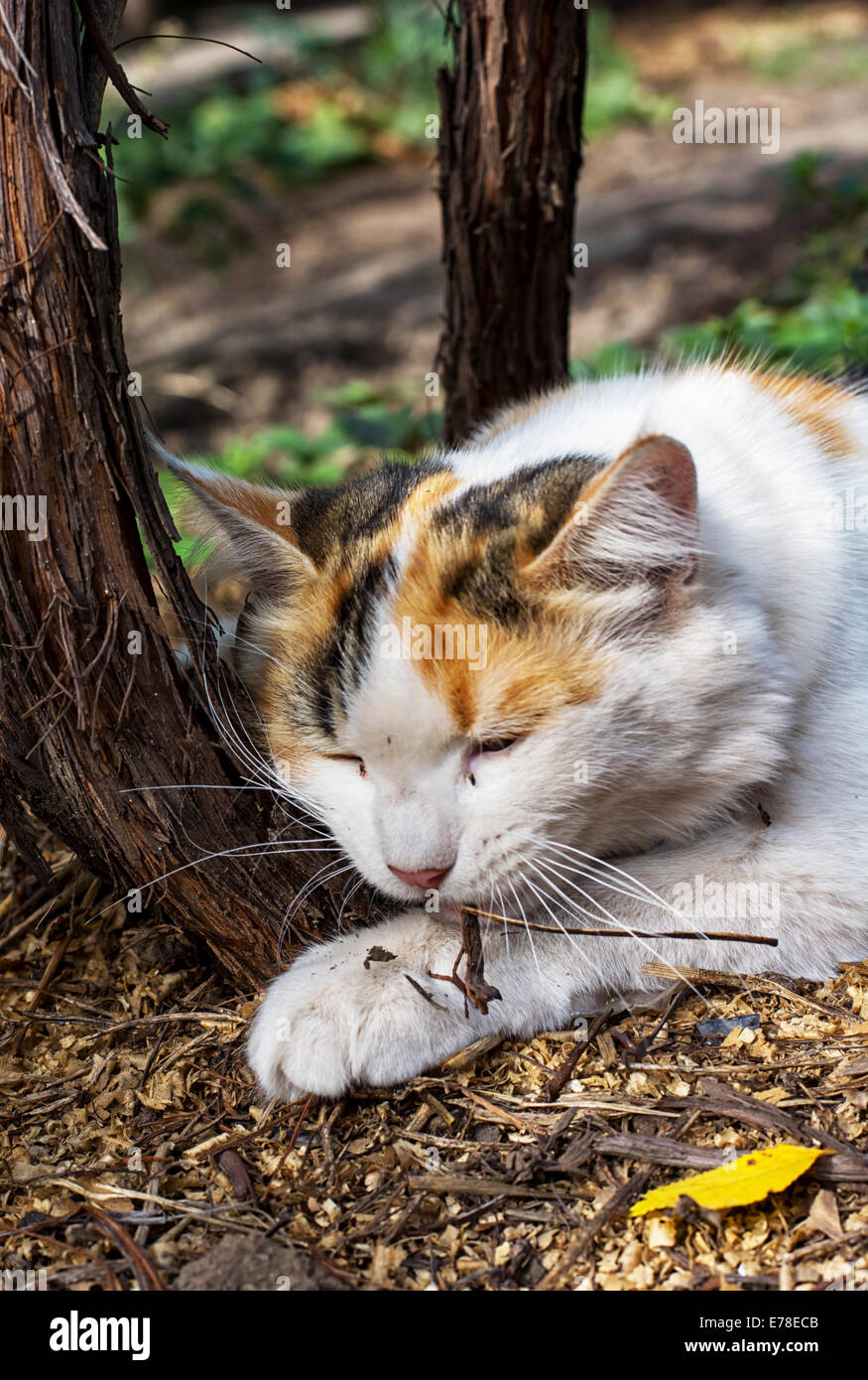Gnawing the stem hi-res stock photography and images - Alamy