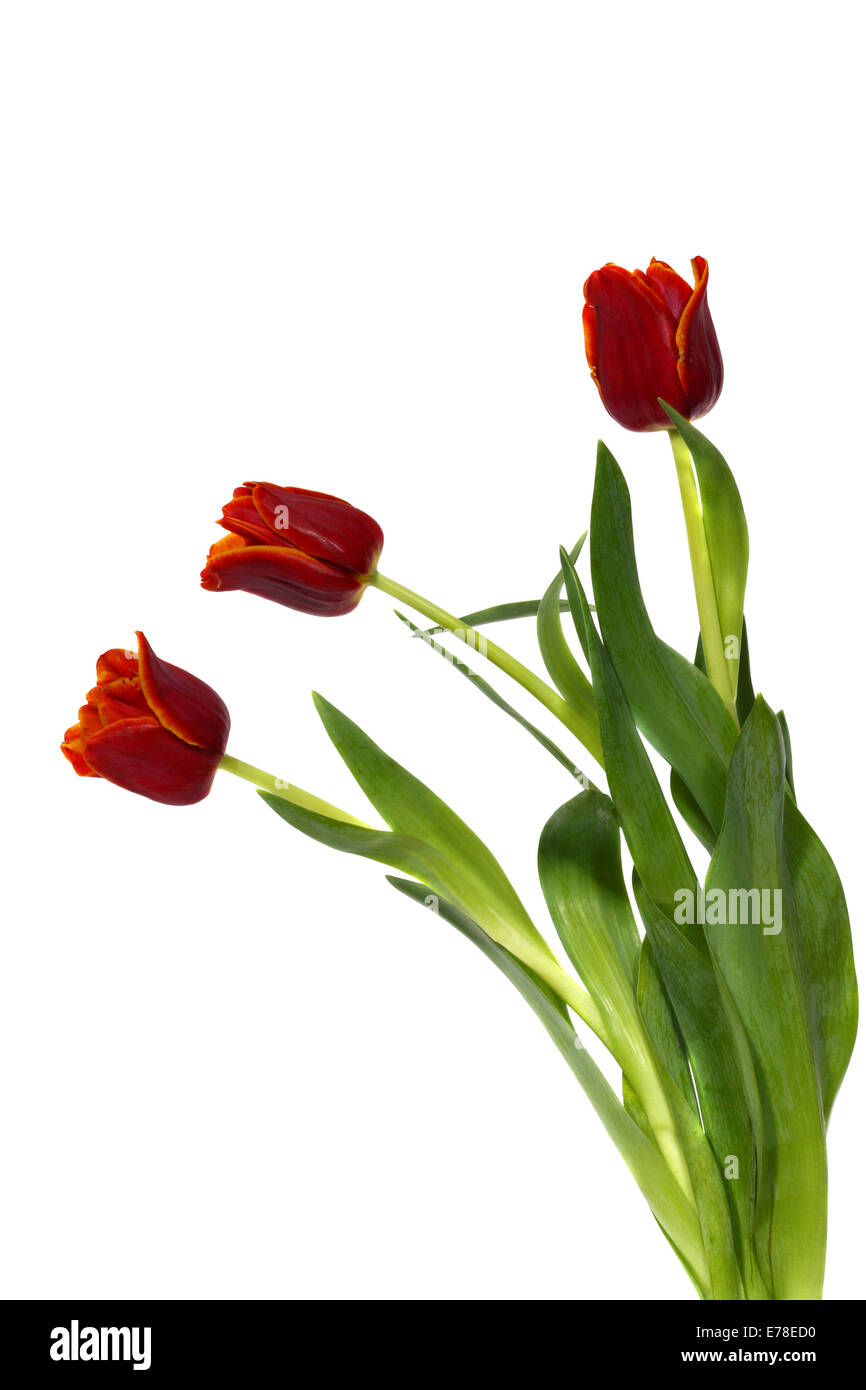 Three dark red tulips isolated on white background Stock Photo - Alamy