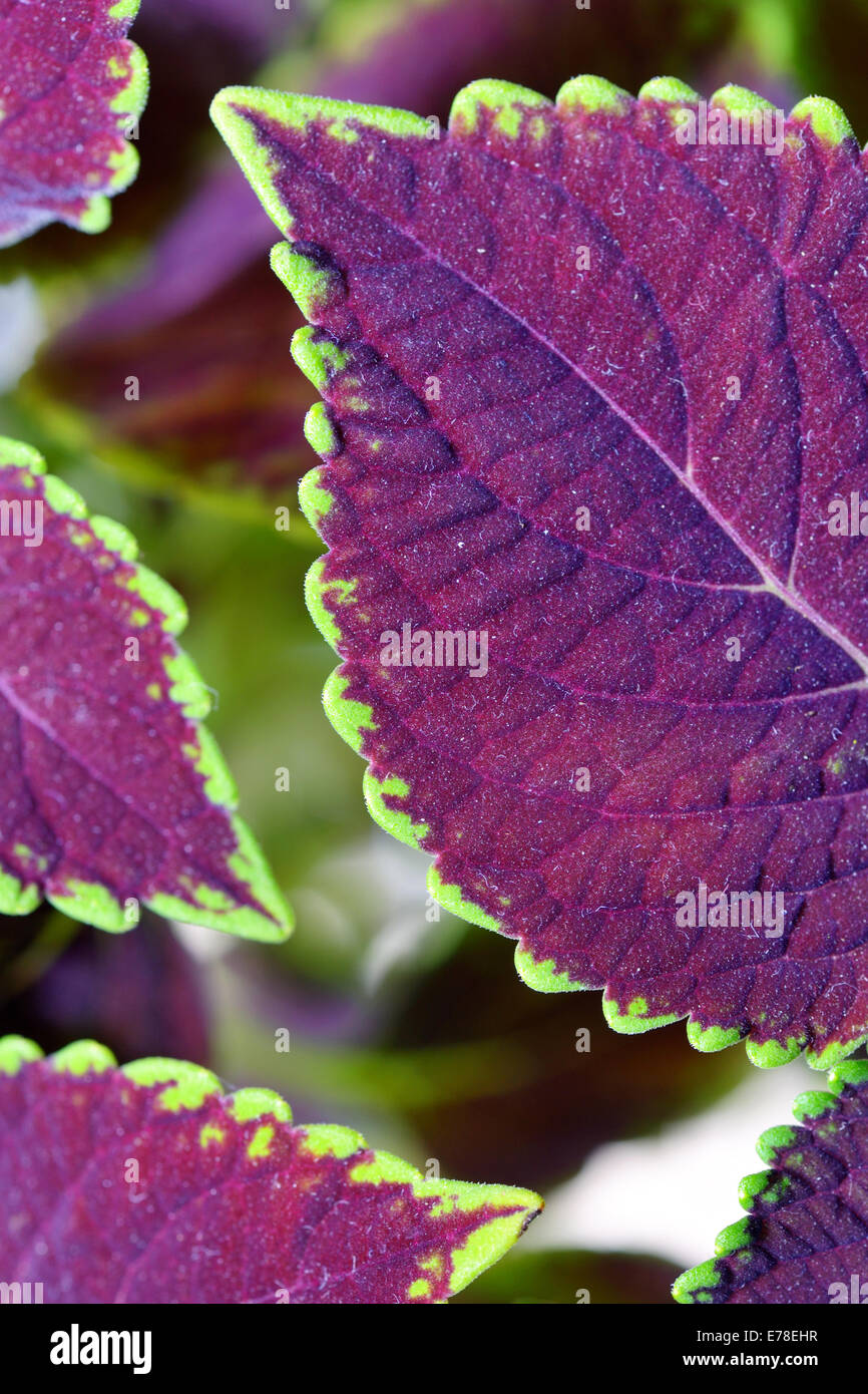 coleus close up (Painted Nettle Stock Photo - Alamy