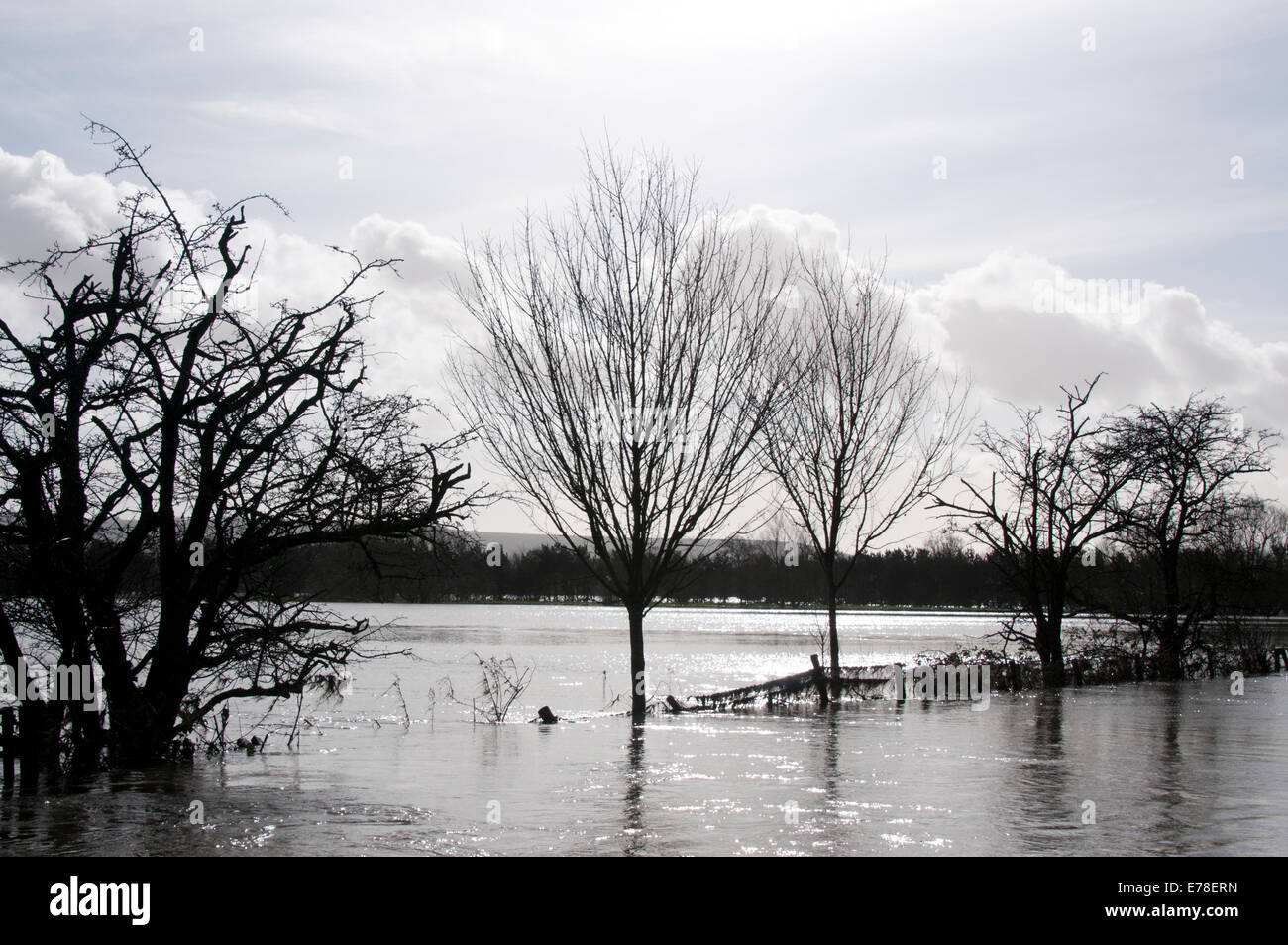 Flooded field with bare trees next to the River Arun at Swan Bridge ...