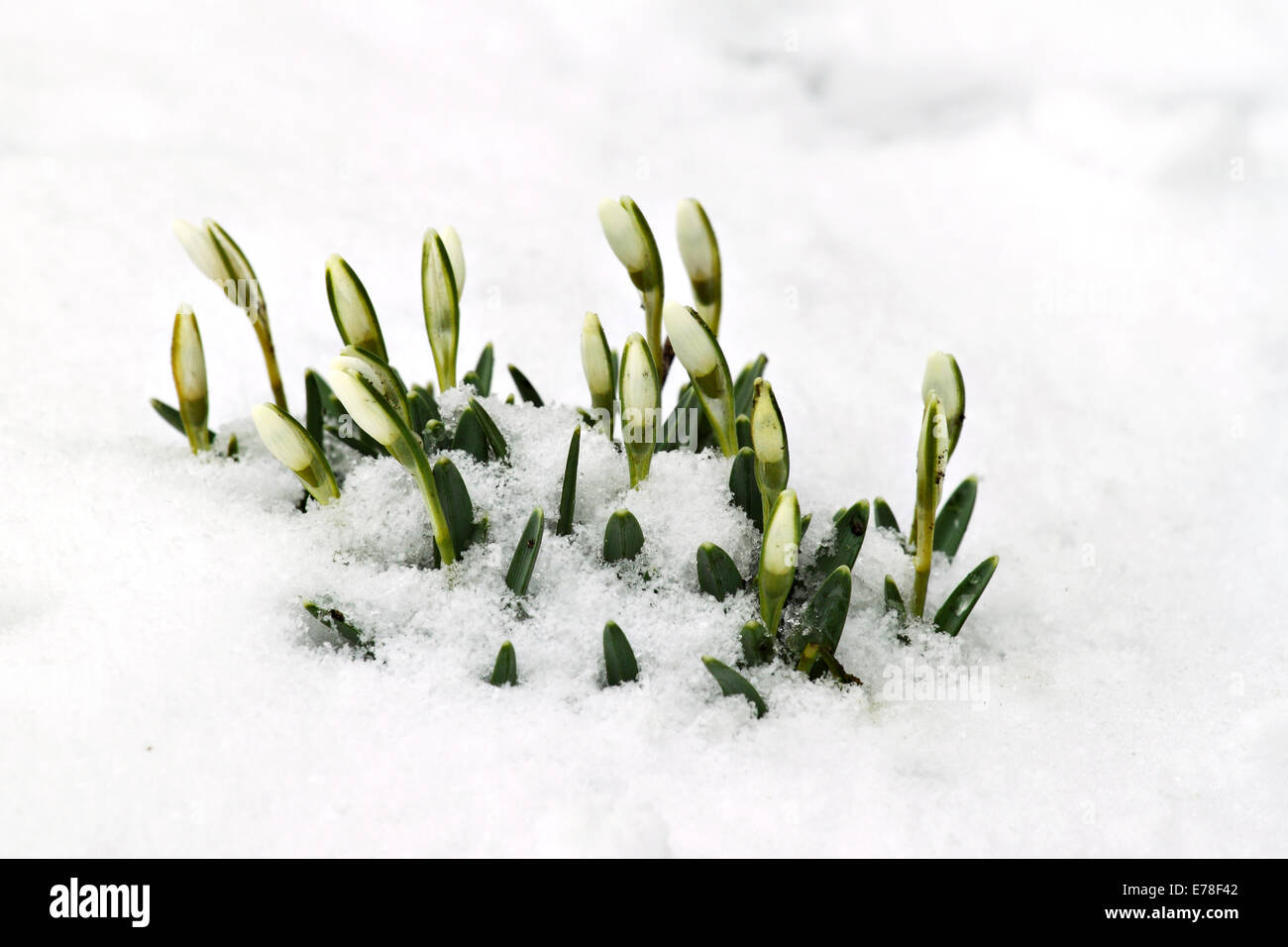 Snowdrops grow through the snow Stock Photo - Alamy