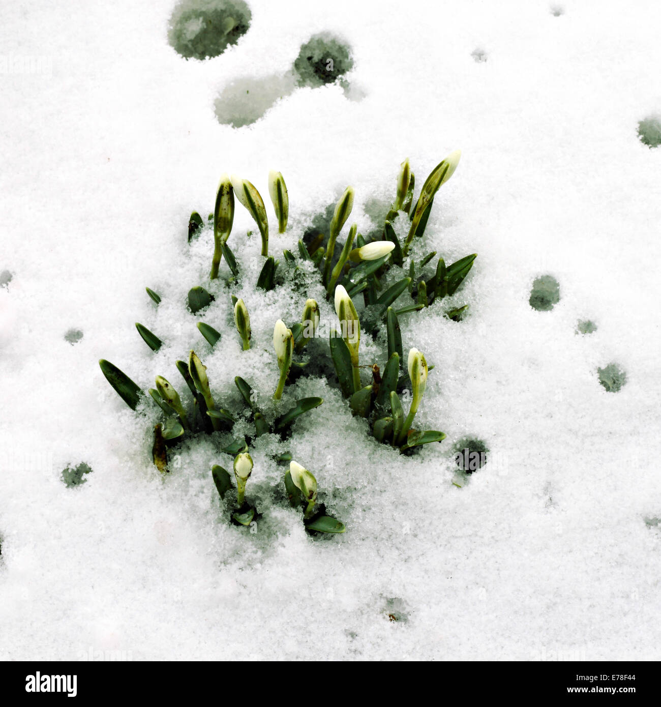 Flowers growing through snow hi-res stock photography and images - Alamy