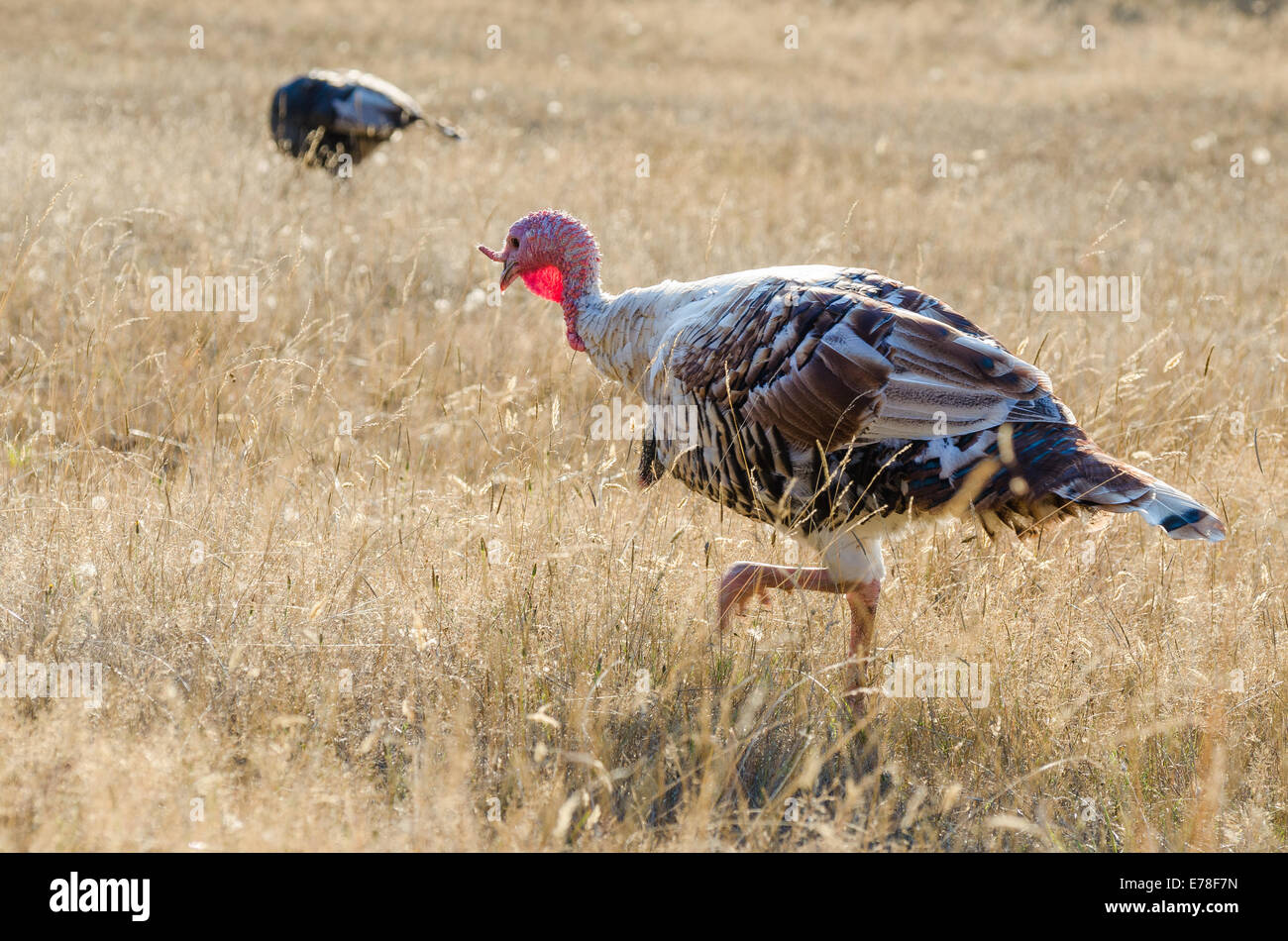 Turkey in field Stock Photo - Alamy