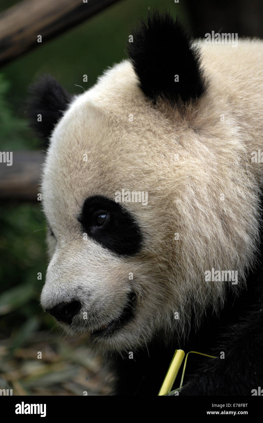 An adult panda eating bamboo in his enclosure at the Giant Panda ...