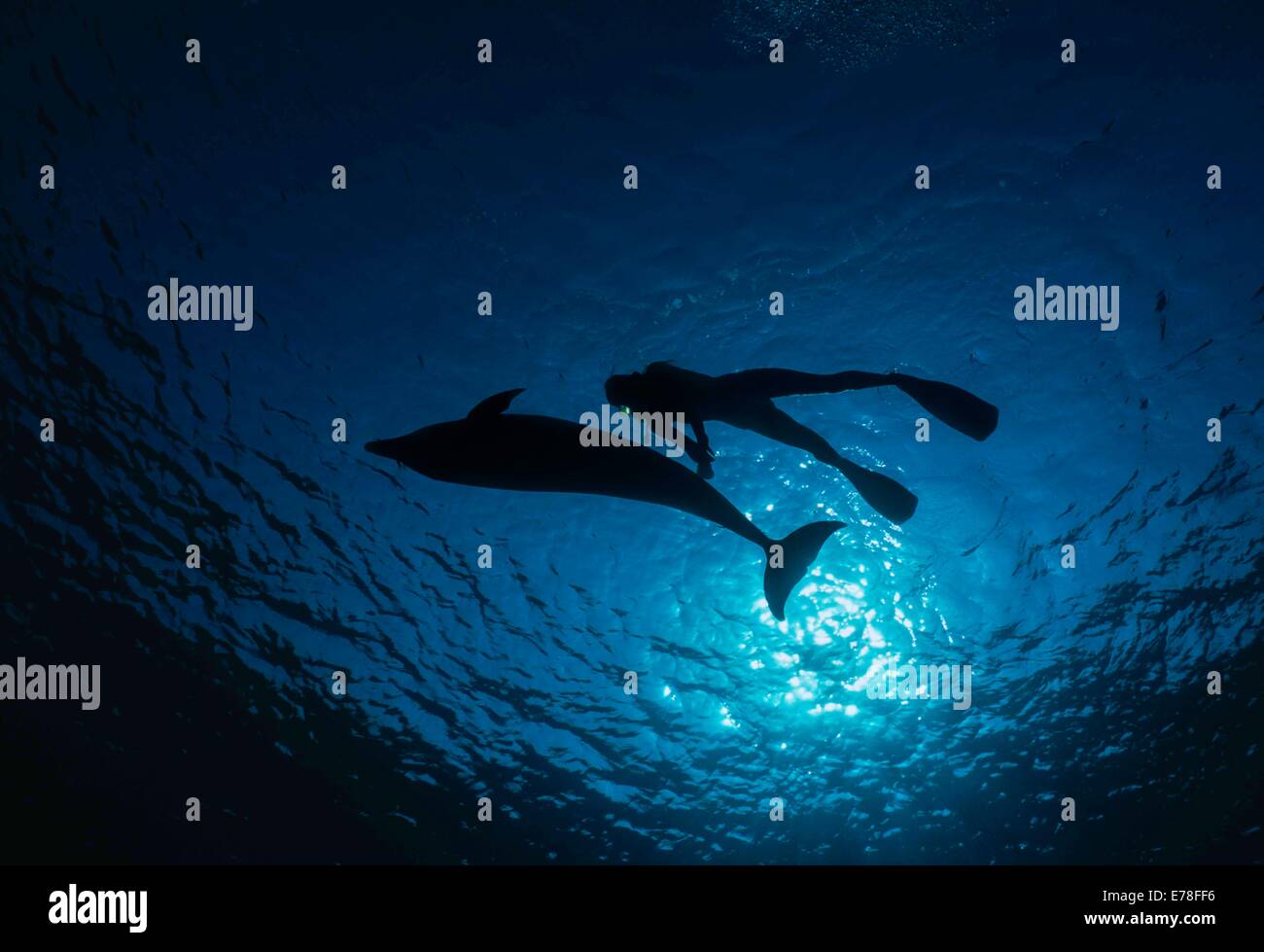 Dolphin trainer interacts with bottlenose dolphins (Tursiops truncatus ...