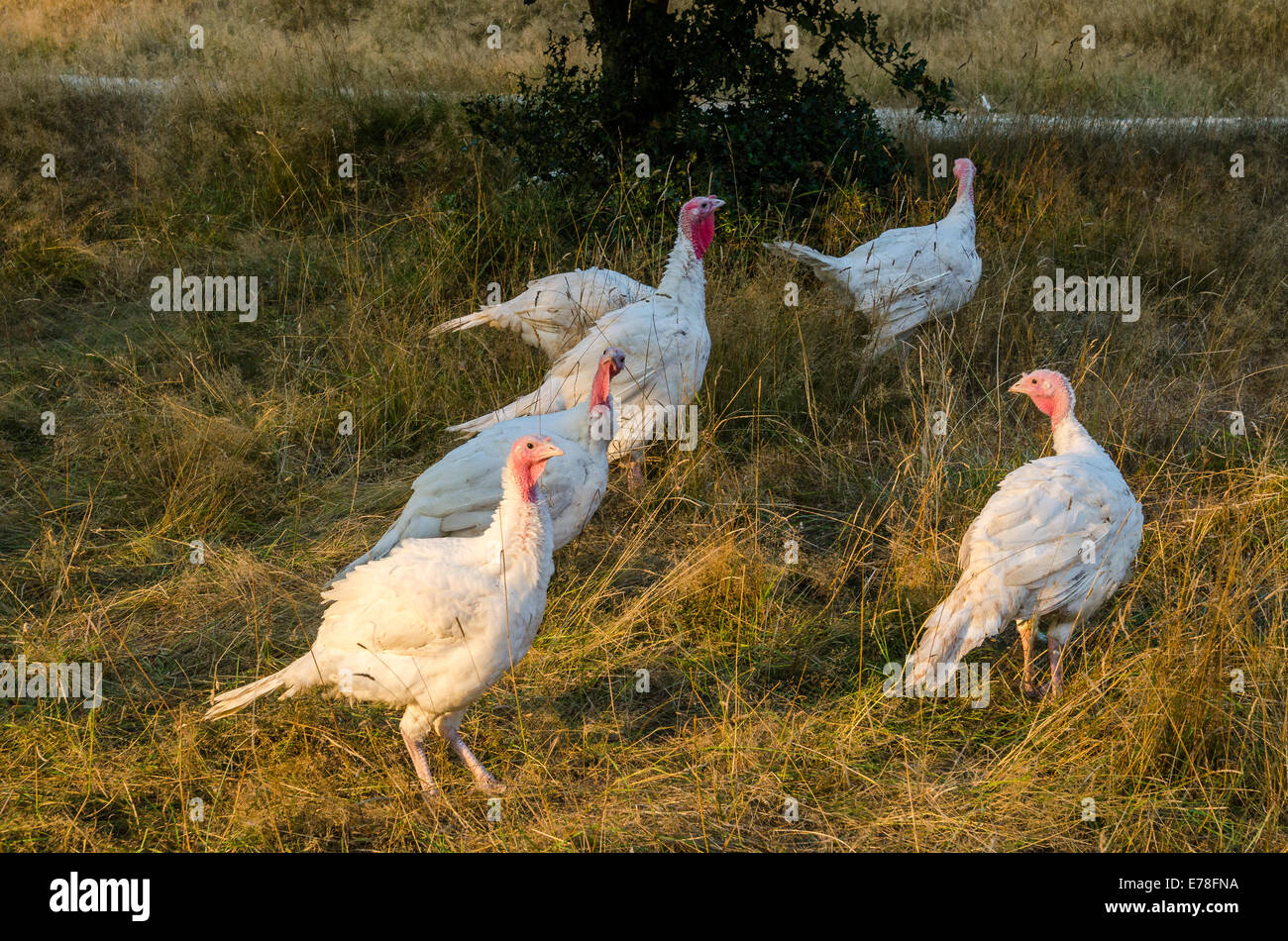 Ruckle farm hi-res stock photography and images - Alamy