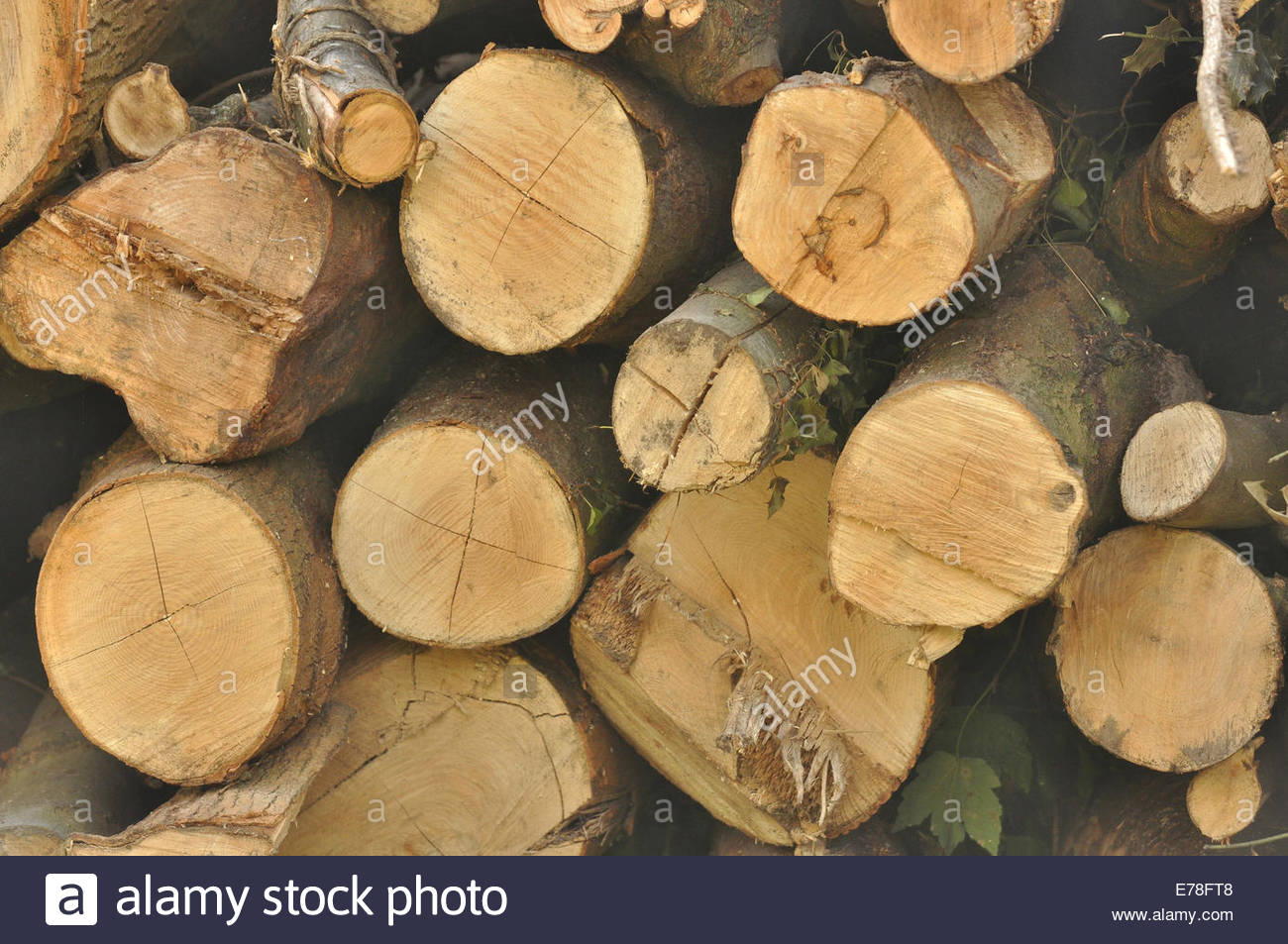 Wooden Log High Resolution Stock Photography and Images - Alamy