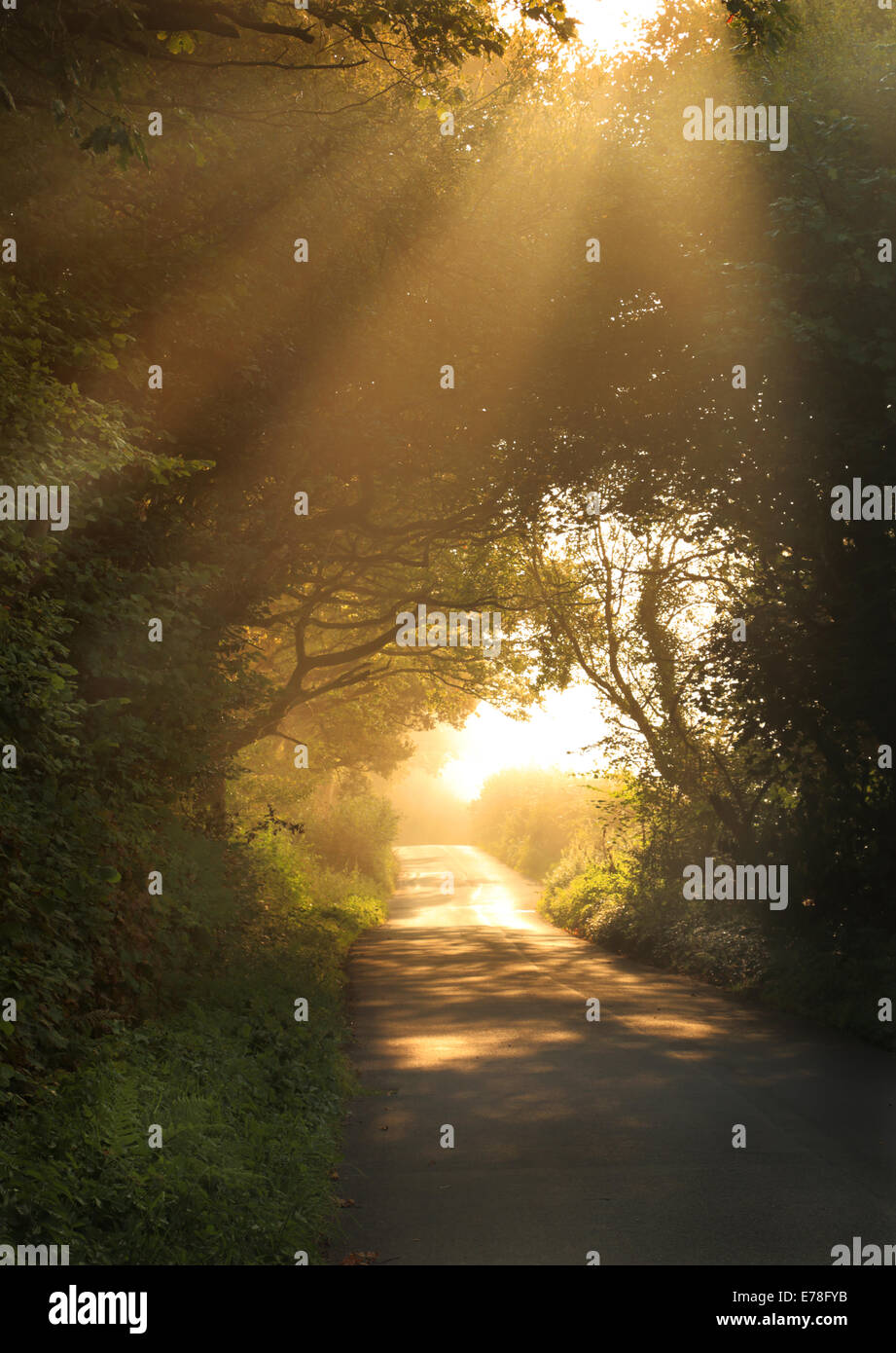 Late summer misty sun rays through trees along a narrow country lane in ...