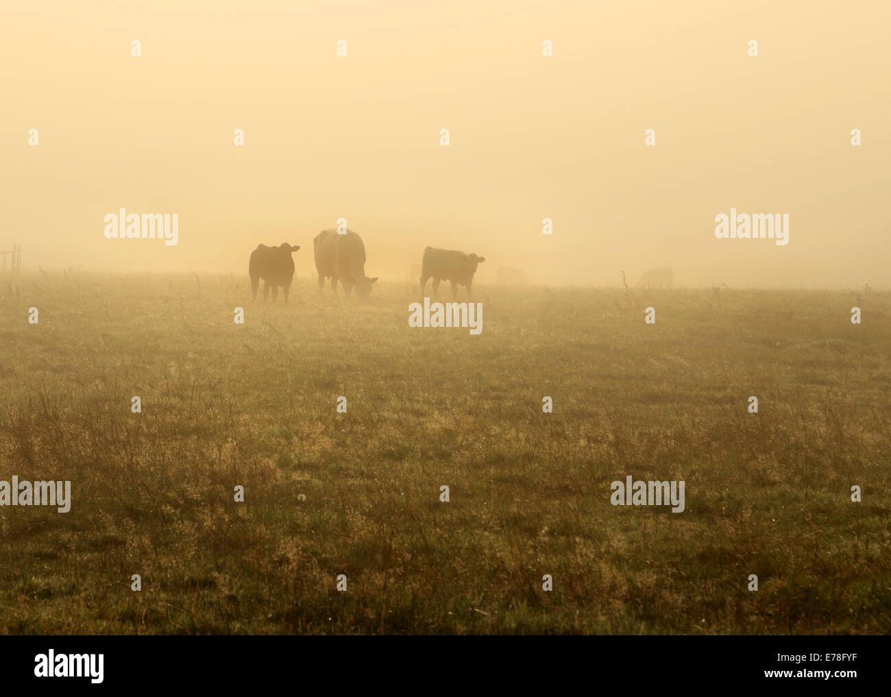 Peacefully golden hi-res stock photography and images - Alamy