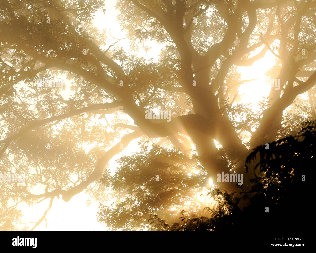Amazing brilliant golden dawn sunlight from behind a silhouetted tree ...