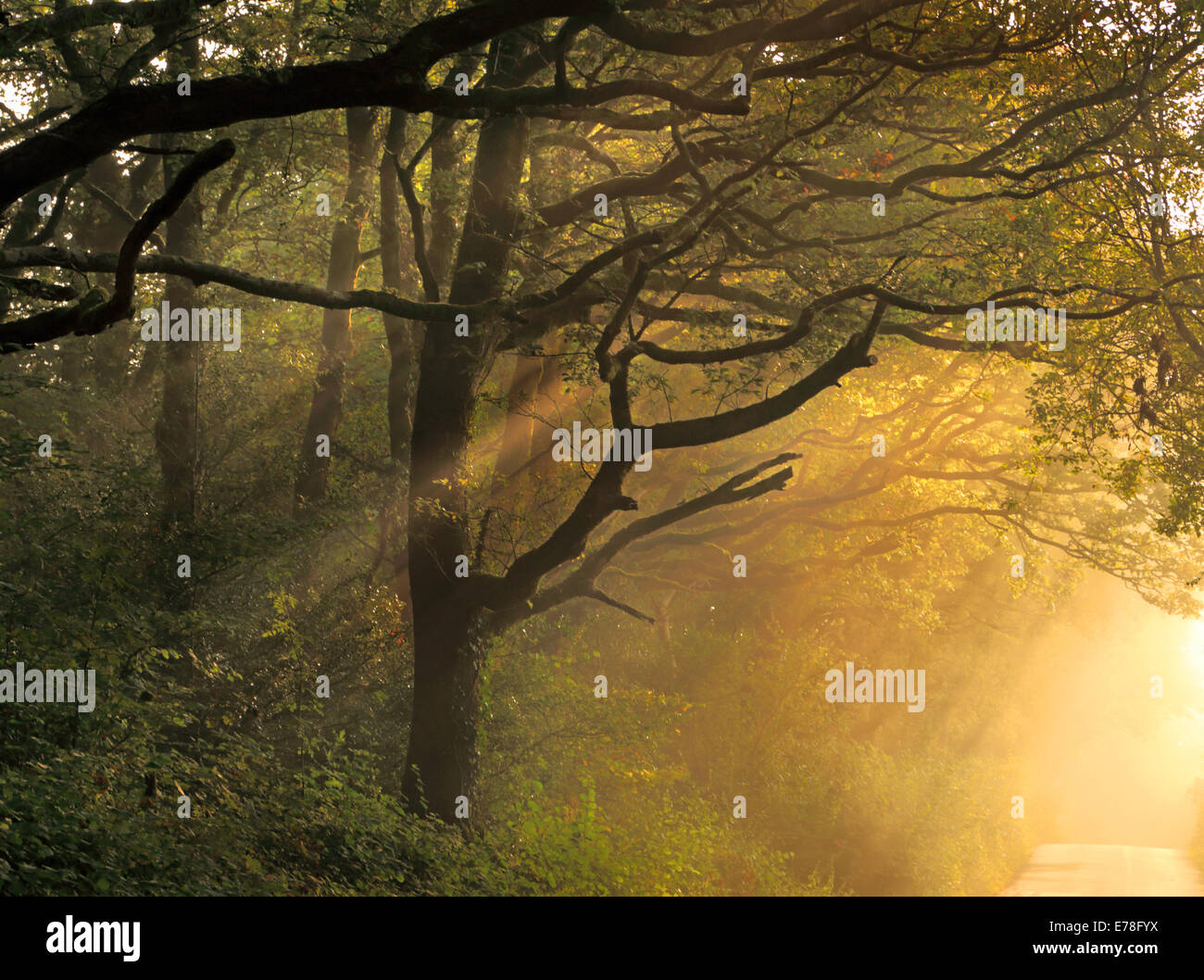 Late summer misty sun rays through trees along a narrow country lane in ...