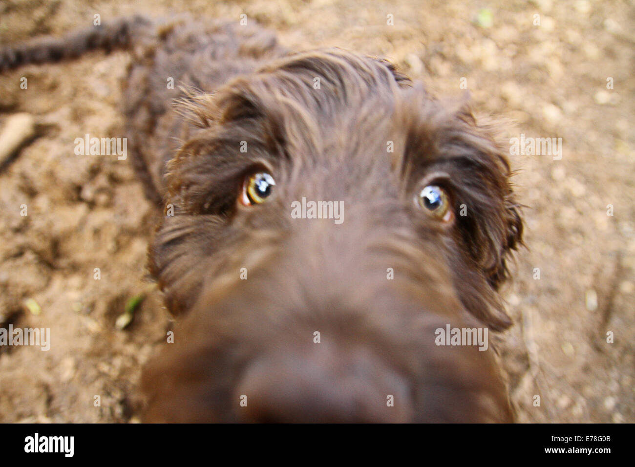 Chocolate cockapoo hi-res stock photography and images - Alamy