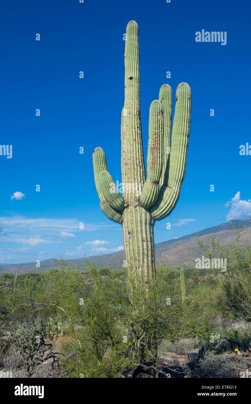 Giant Saguaro cactus in Sonoran desert in southern Arizona Stock Photo ...