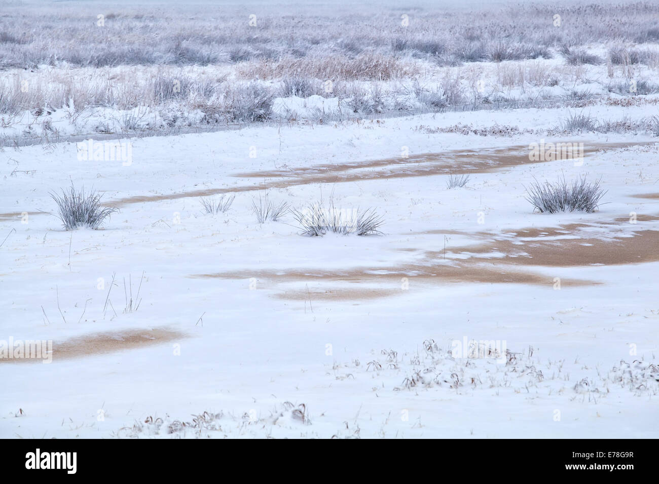 Marsh winter hi-res stock photography and images - Alamy