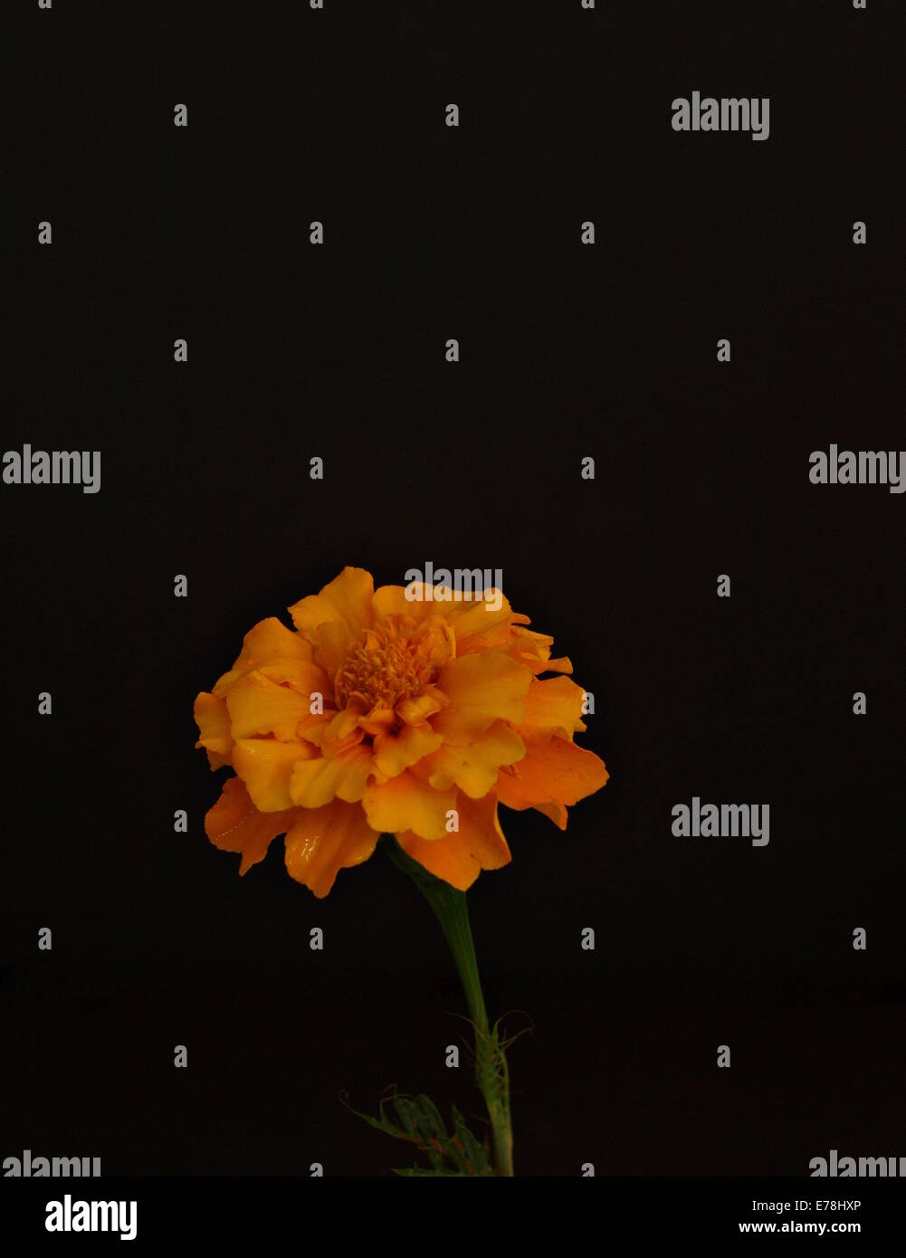 Marigold Flower Black Background Nature One Lovely Marigold Flower.