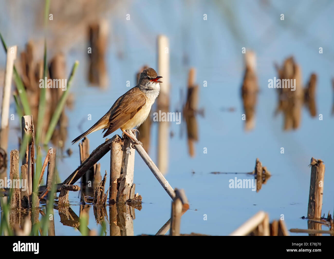 Reed surface hi-res stock photography and images - Alamy