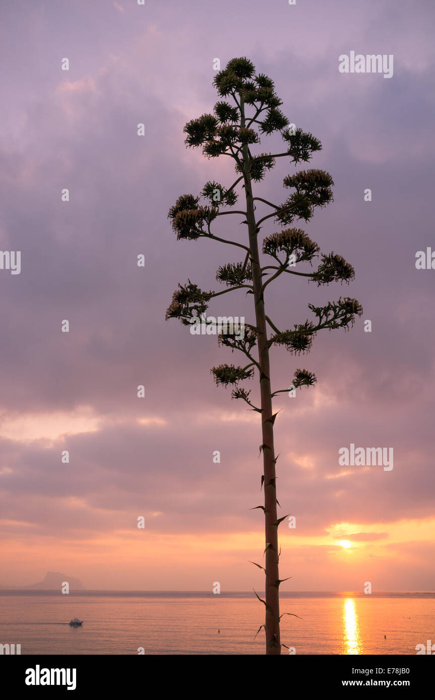 Flowering agave against the background of a Mediterranean sunrise Stock ...