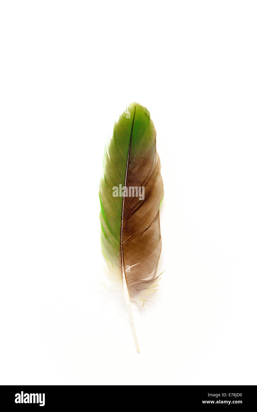 Single green conure parrot feather isolated on white background Stock ...