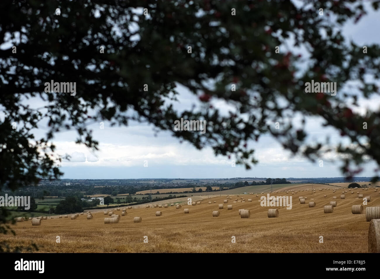 Hay bale fields hi-res stock photography and images - Alamy