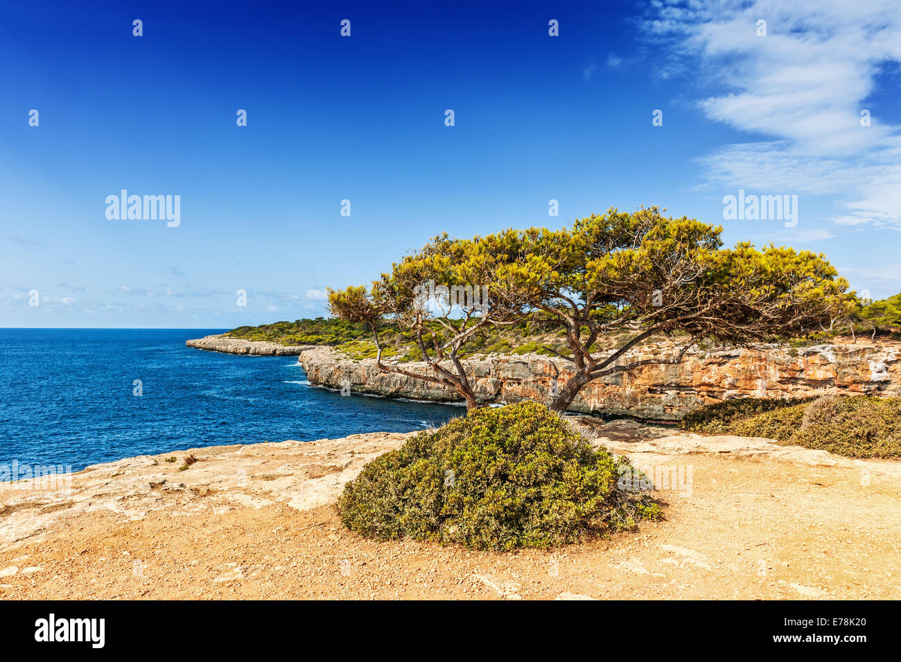 Old pine tree overlooking the bay of Cala Pi, Majorca, Balearic Islands ...