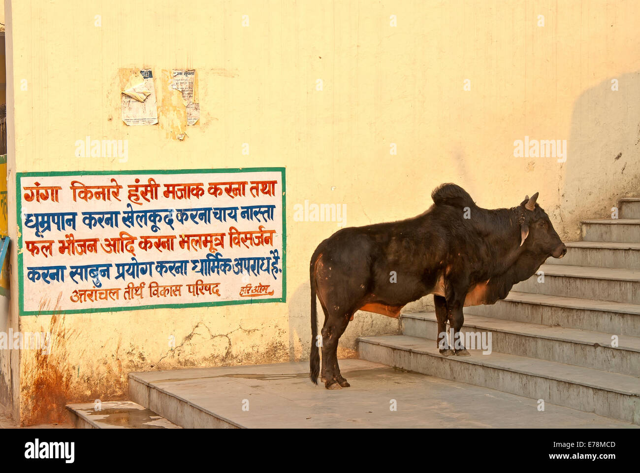 Blue cow of india hi-res stock photography and images - Alamy