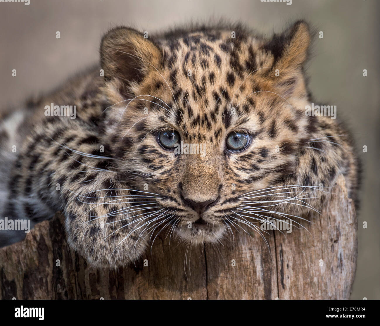 Female Amur leopard cub leaning on tree stump and looking at camera ...