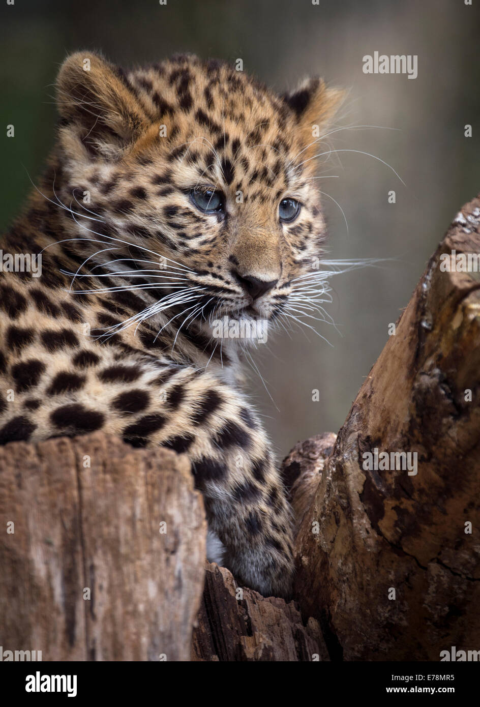 Female Amur leopard cub Stock Photo - Alamy