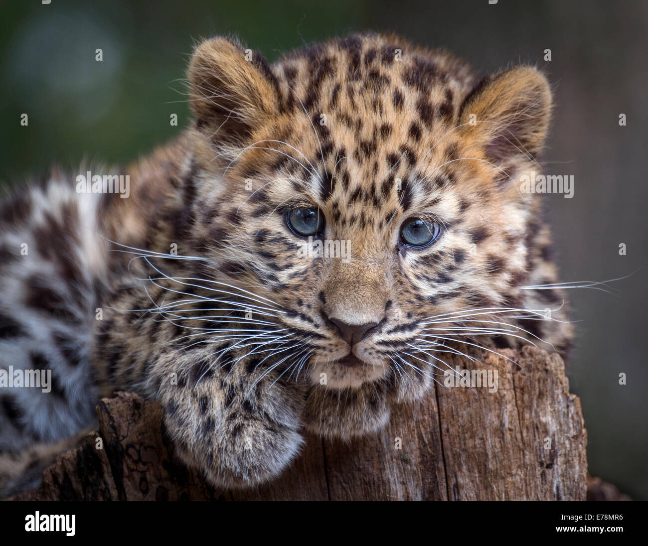Female Amur leopard cub leaning on tree stump Stock Photo - Alamy