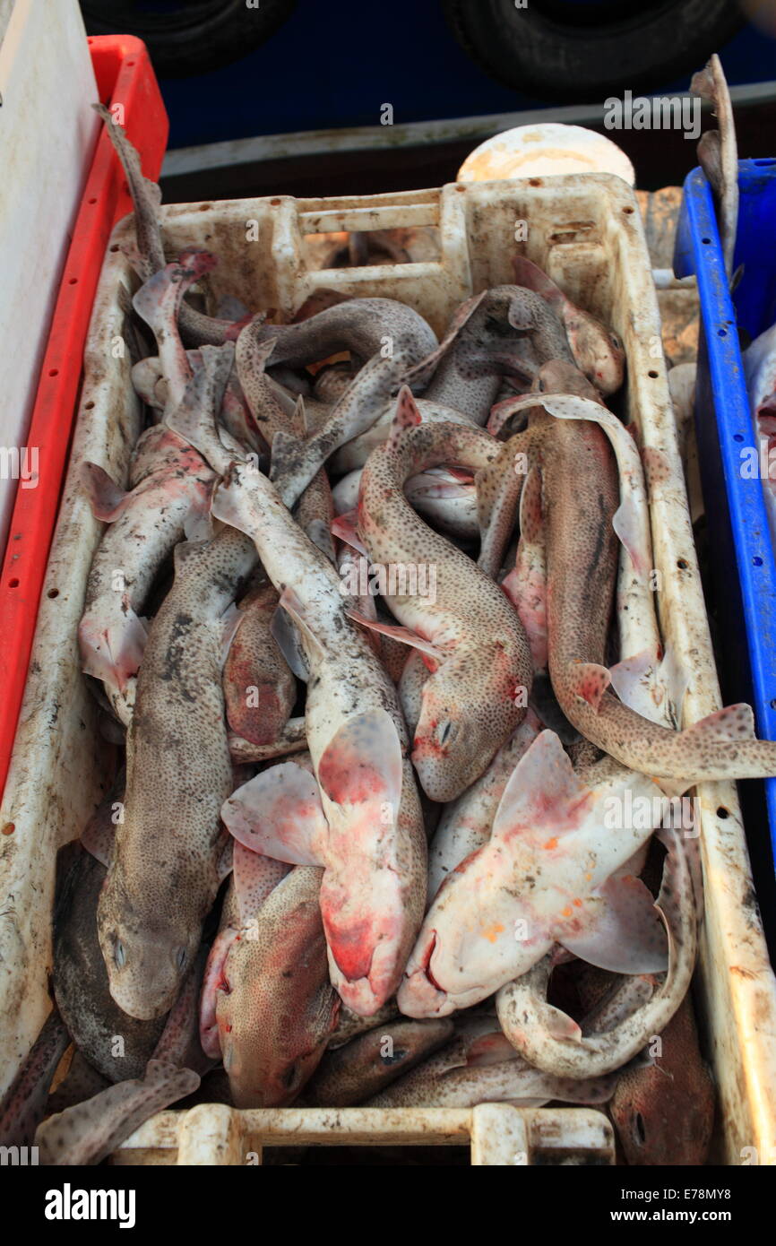 Fish crate box english england uk dogfish hi-res stock photography and ...