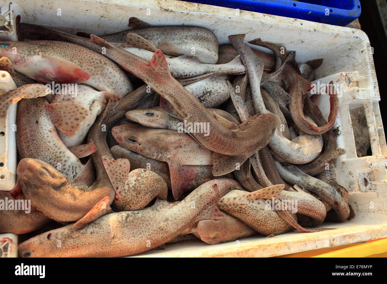 Fish crate box english england uk dogfish hi-res stock photography and ...