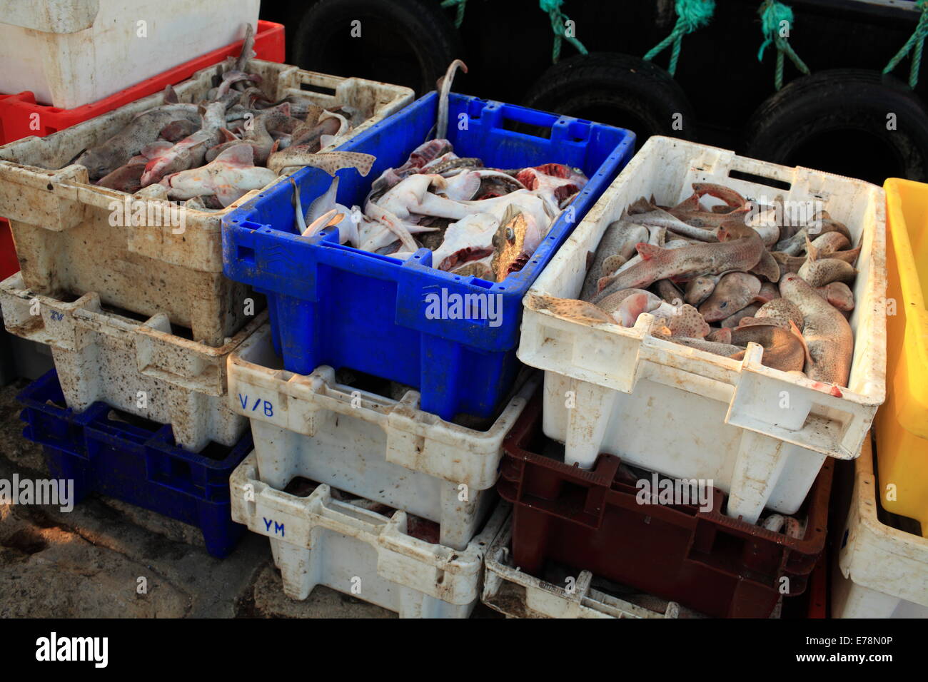 Fish crated ready for market on Lyme Regis Quay Stock Photo - Alamy