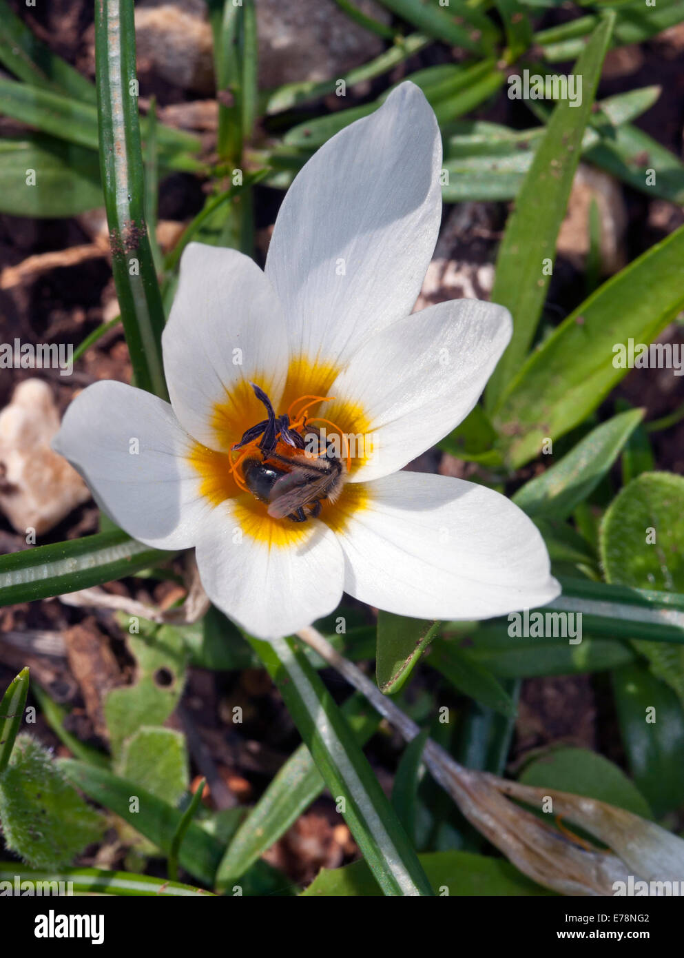 Middle of flower hi-res stock photography and images - Alamy