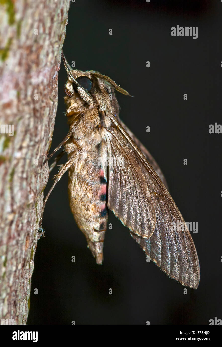 Moth camouflage pattern antenna hi-res stock photography and images - Alamy