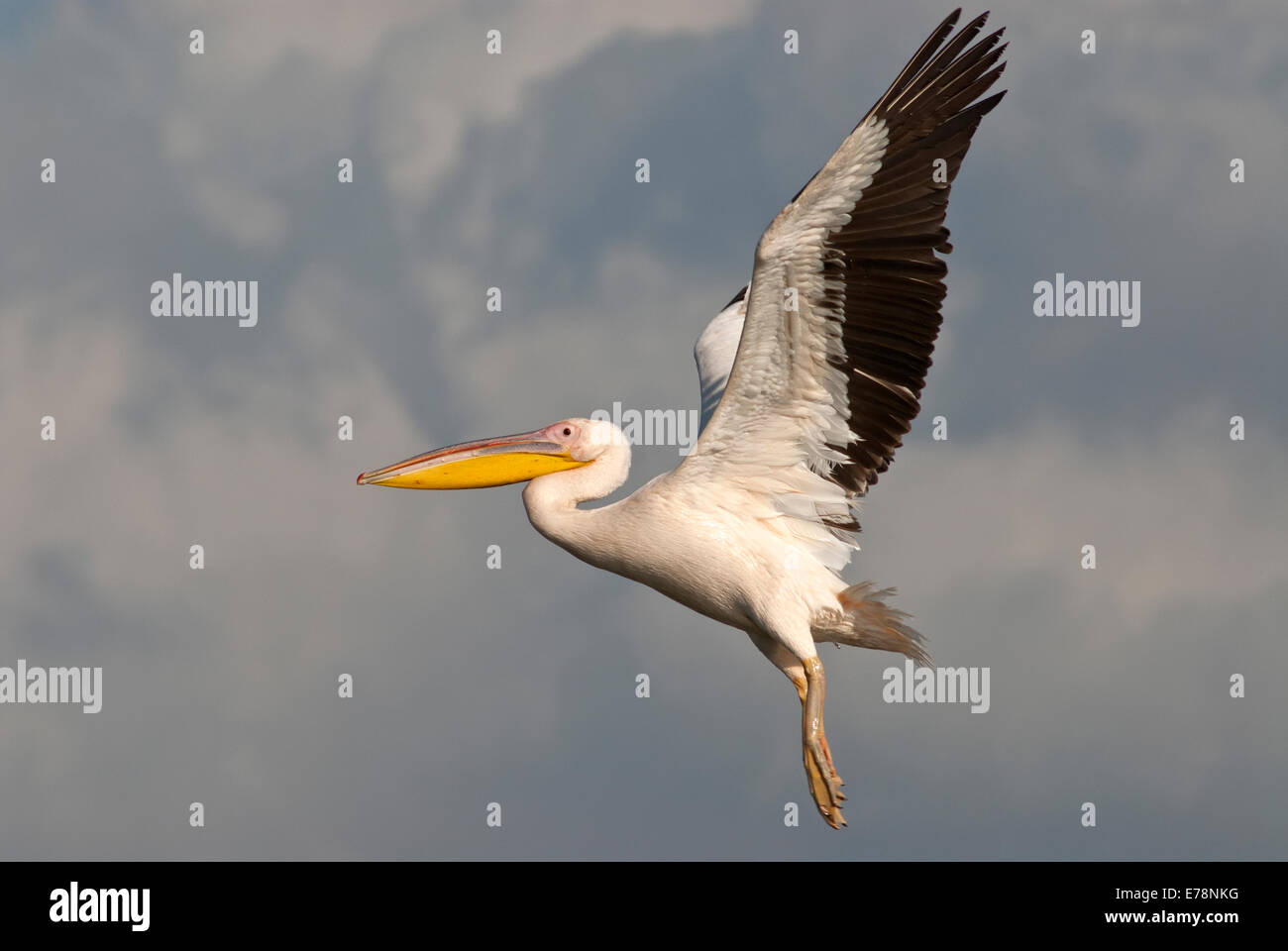 Pelican legs hi-res stock photography and images - Alamy