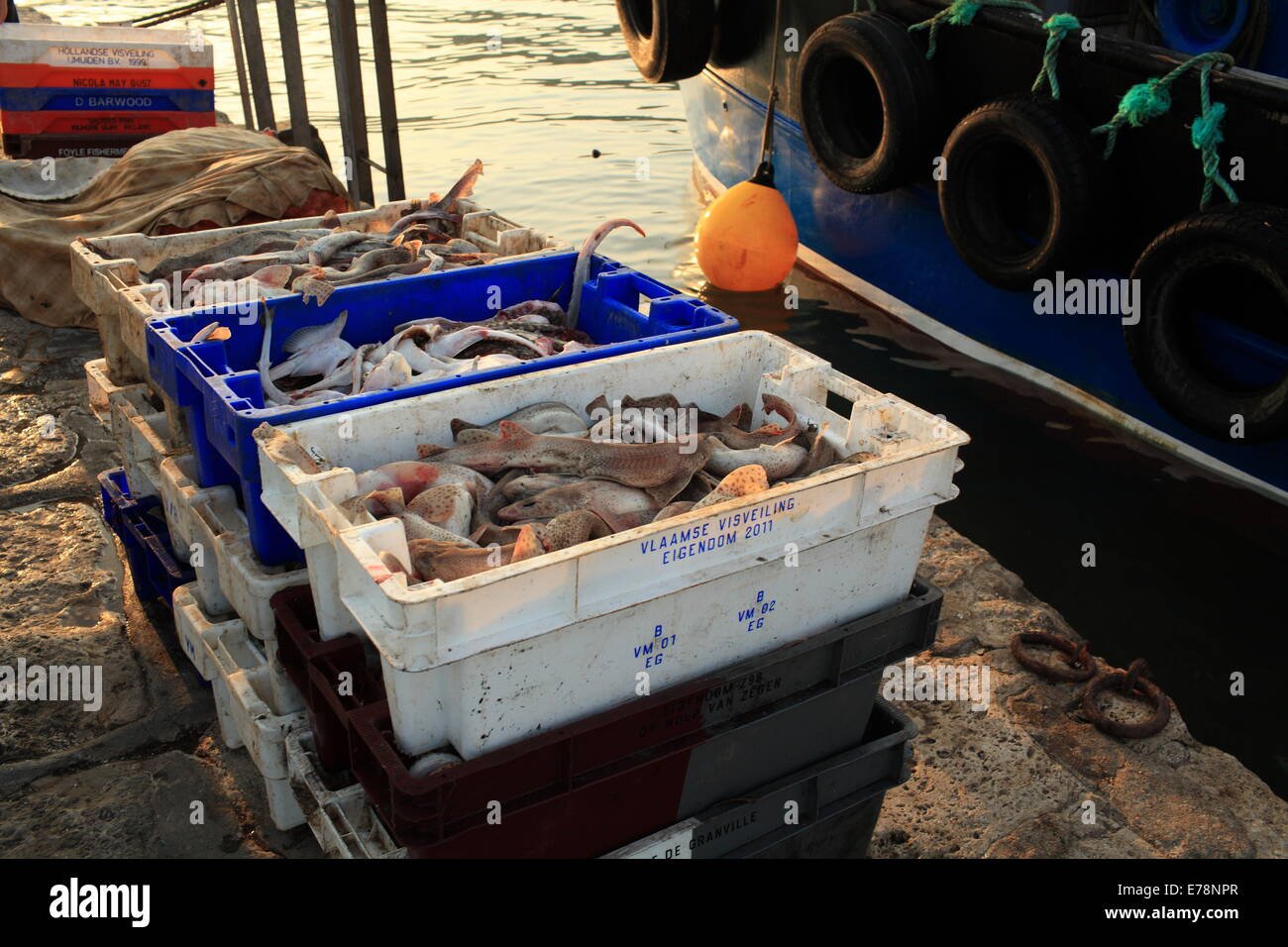 Fish crated ready for market on Lyme Regis Quay Stock Photo - Alamy